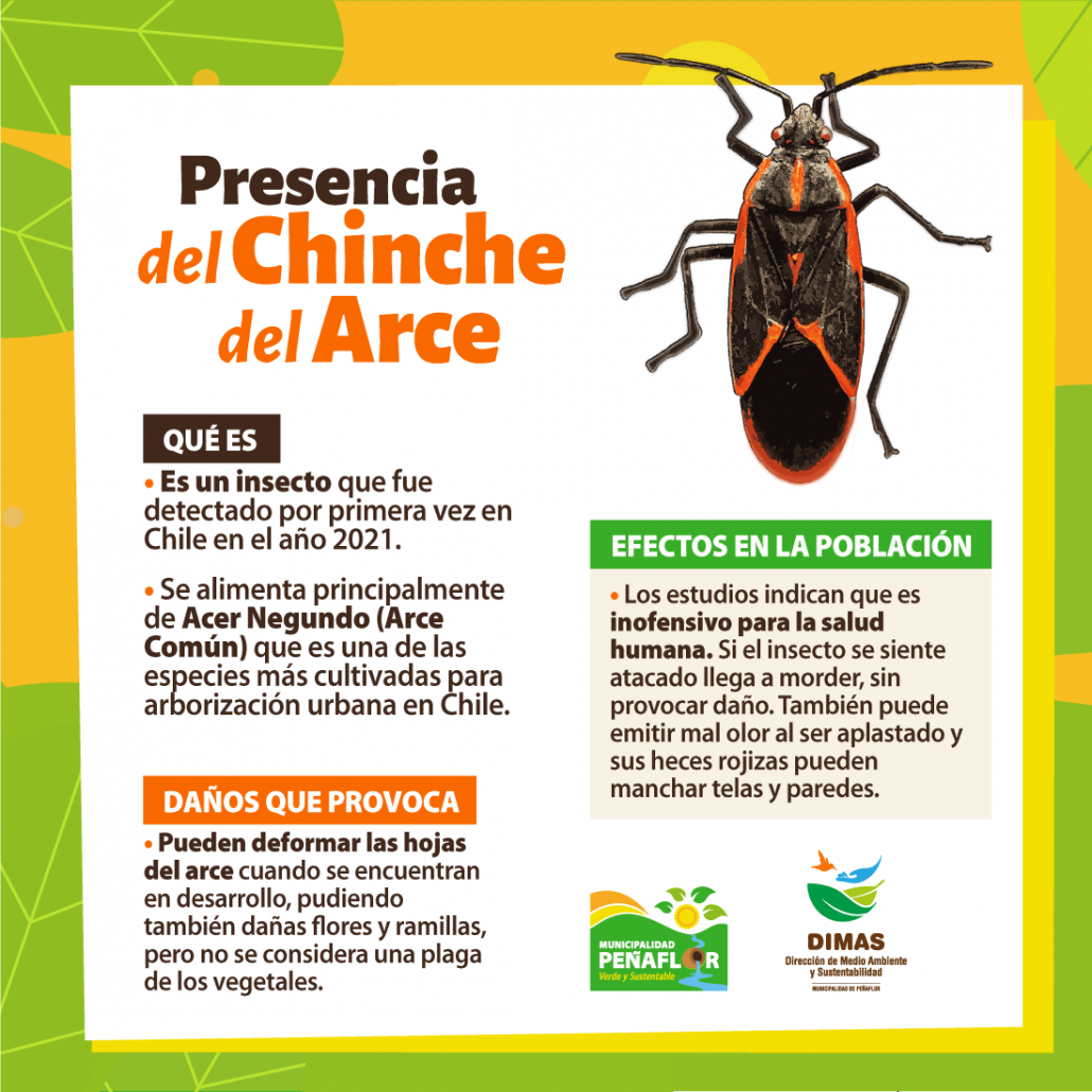 INFÓRMATE SOBRE EL “CHINCHE DEL ARCE” (Boisea trivittata ...